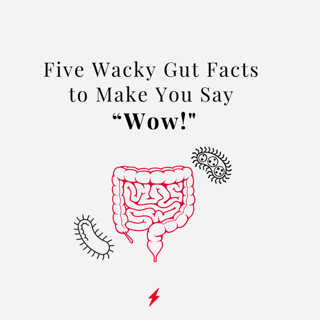Five Wacky Gut Facts to Make You Say “Wow!" – The Confidence Co